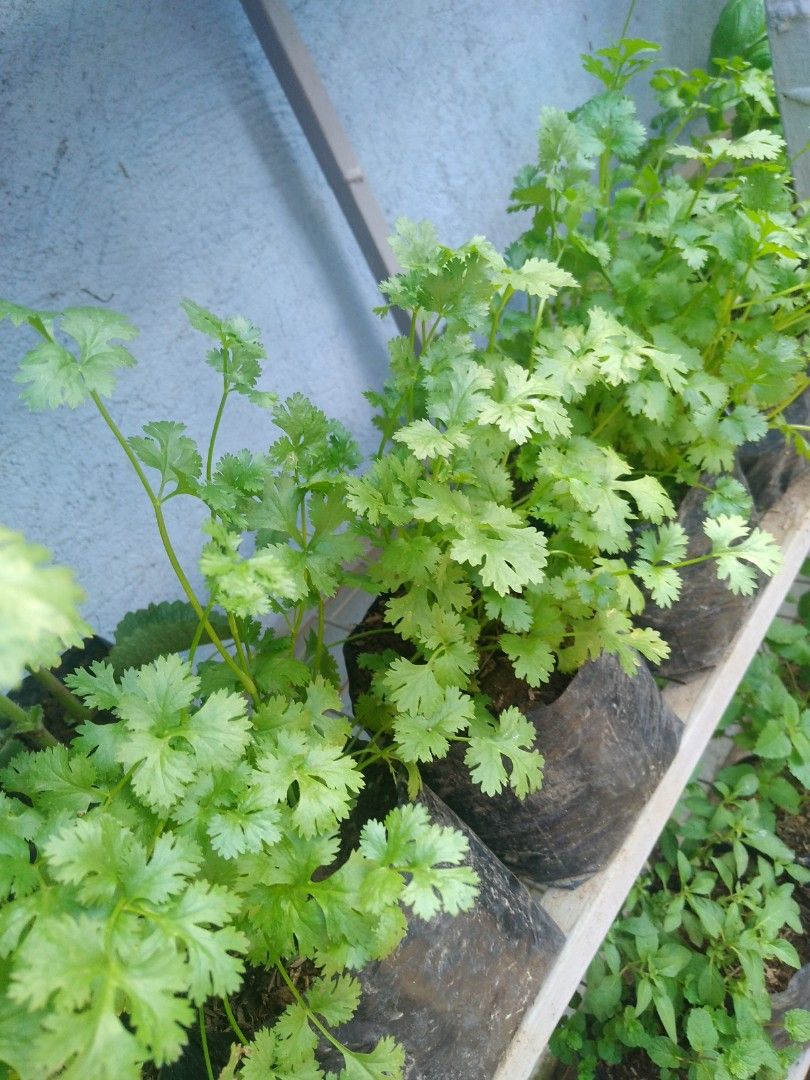 Wansoy, Furniture & Home Living, Gardening, Plants & Seeds on Carousell