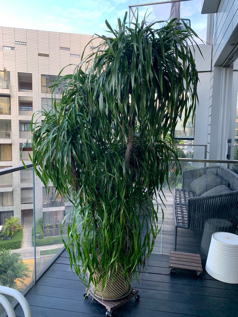 2 Mature Dragon Trees for sale, Furniture & Home Living, Gardening ...