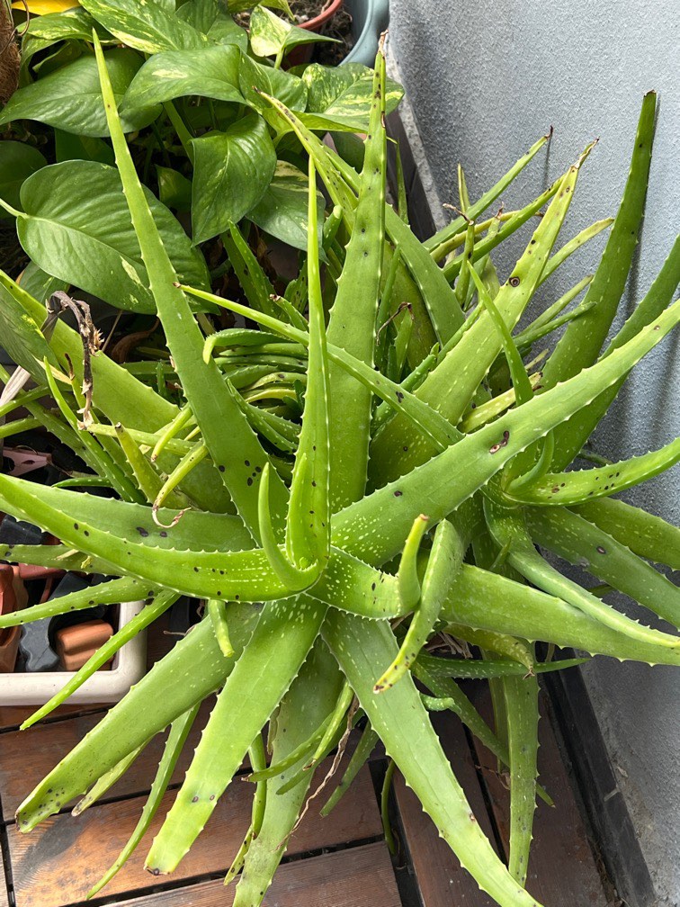 Big aloe vera plant, Furniture & Home Living, Gardening, Plants & Seeds ...