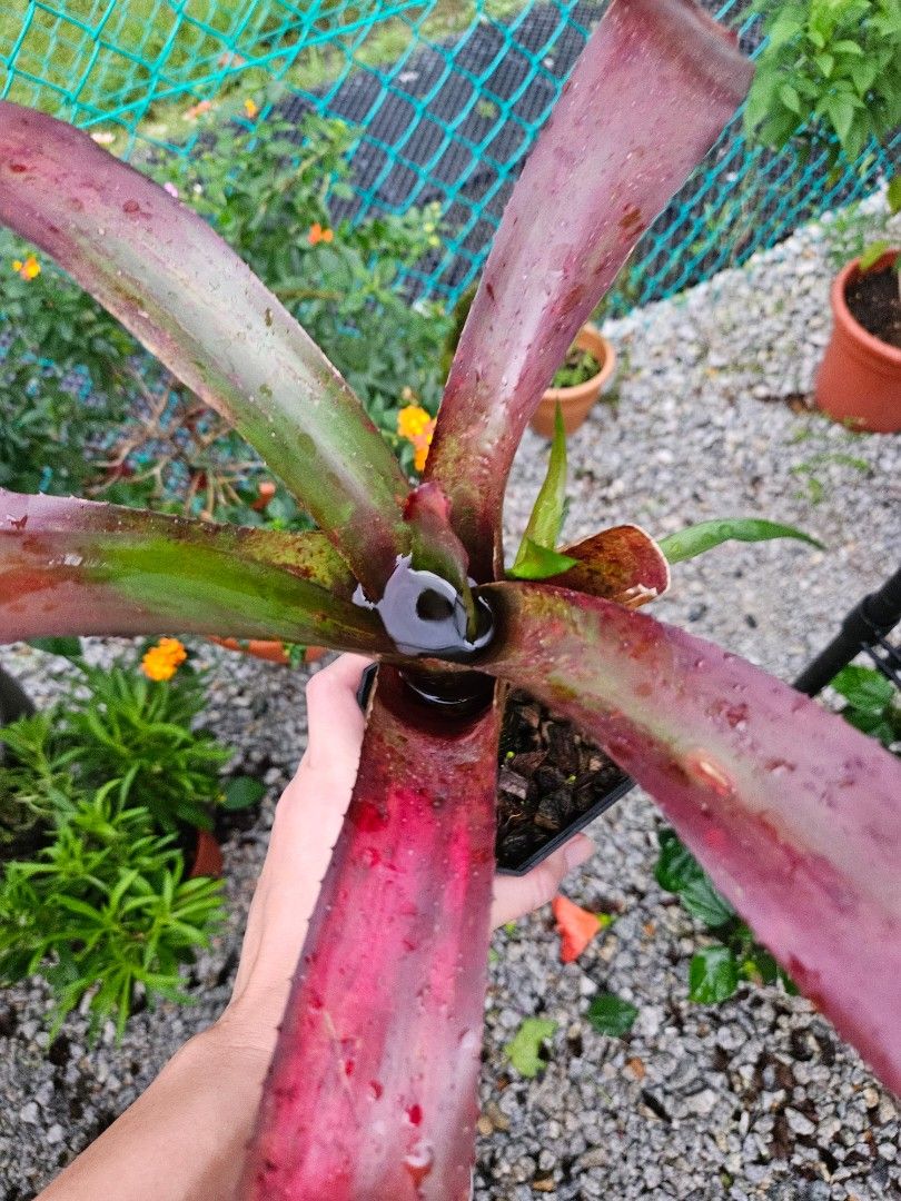 BIG BROMELIAD (RED & GREEN) WITH PUP, Furniture & Home Living ...
