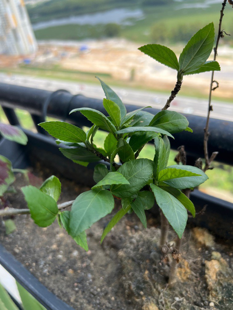 Bunga raya, Furniture & Home Living, Gardening, Plants & Seeds on Carousell