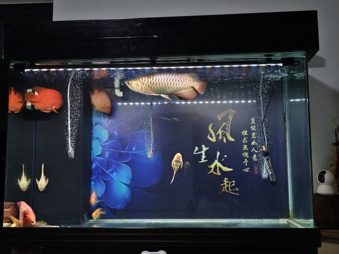 Mayin Fish Tank Enhancing Light, Pet Supplies, Homes & Other Pet ...