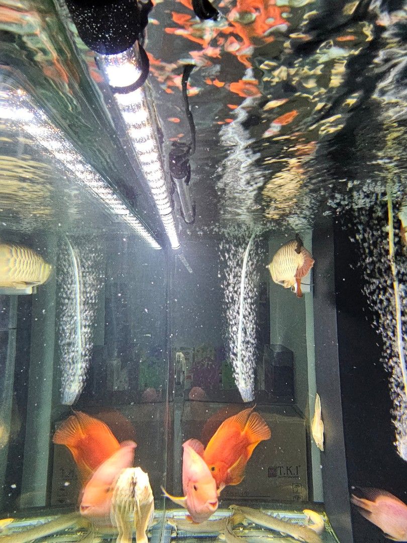 Mayin Fish Tank Enhancing Light, Pet Supplies, Homes & Other Pet ...