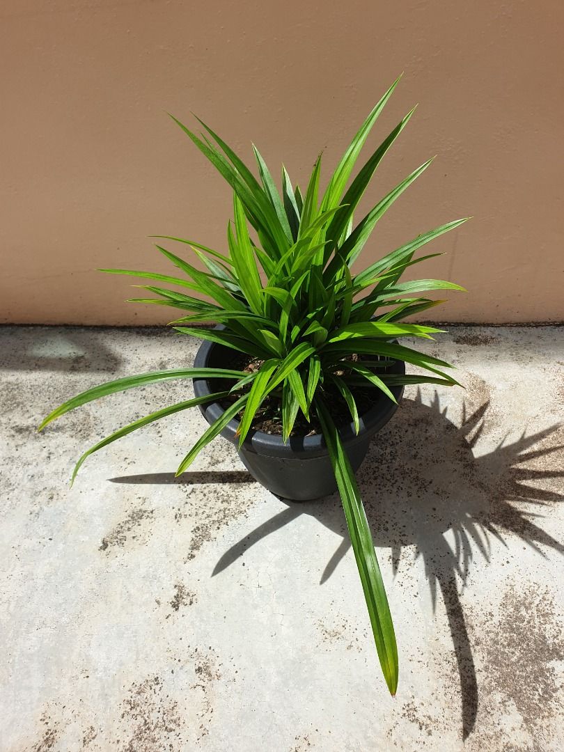 Pandan Leaf Plant, Furniture & Home Living, Gardening, Plants & Seeds ...