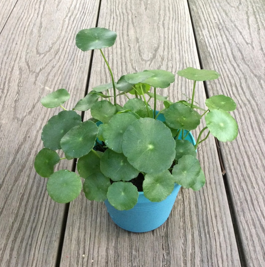 Pennywort (Hydrocotyle, Copper Coin Plant) – Indoor/outdoor plant ...