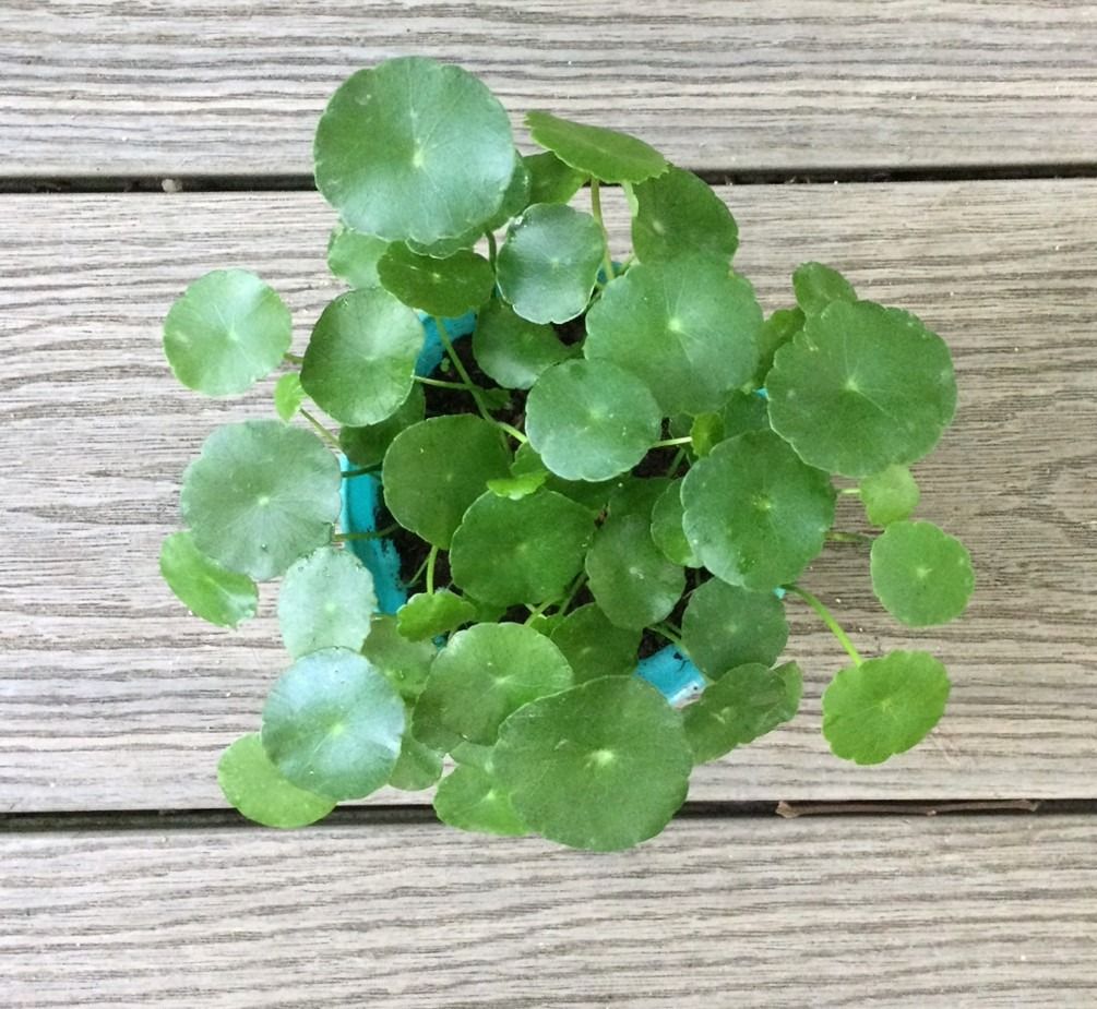 Pennywort (Hydrocotyle, Copper Coin Plant) – Indoor/outdoor plant ...