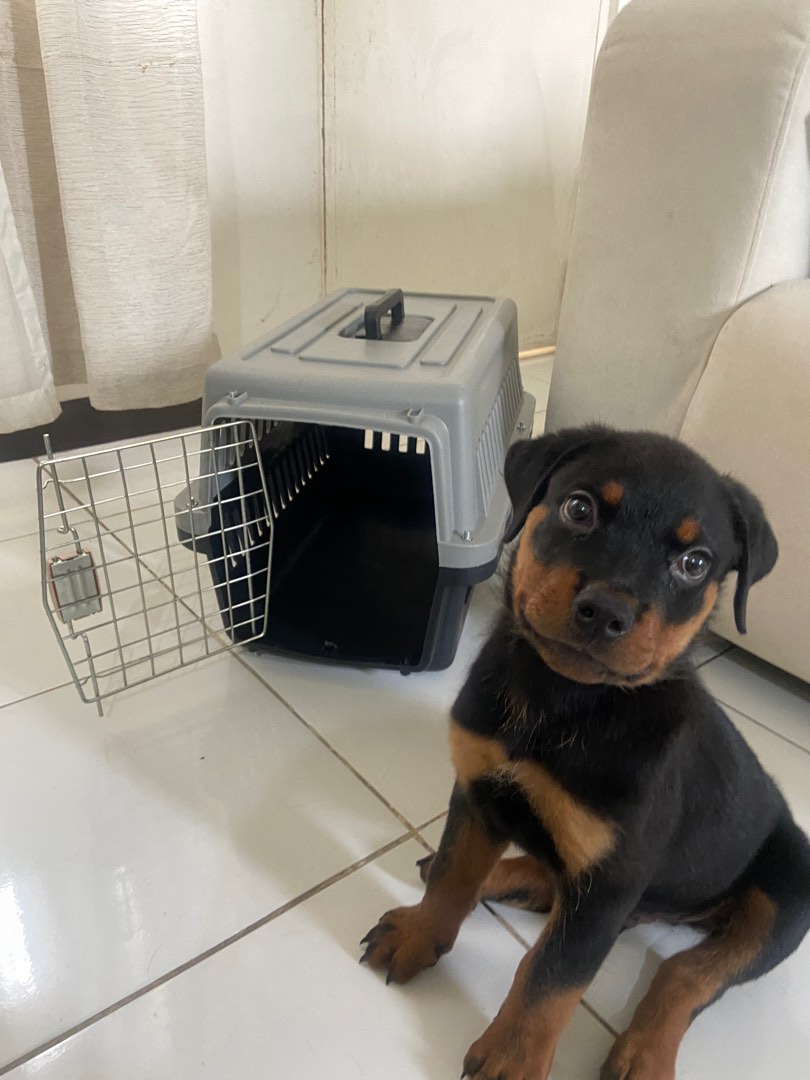 RUSH Large Pet Travel Dog Crate Cat Crate Airline Approved, Pet ...