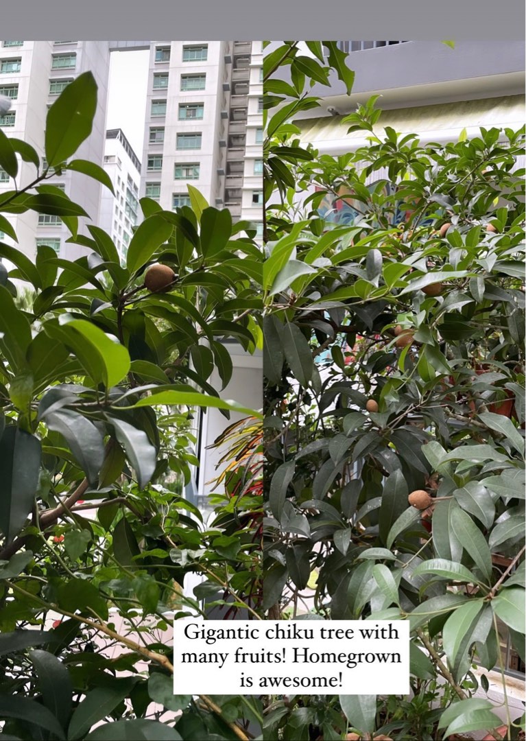 Tall Lush Chiku Tree, Furniture & Home Living, Gardening, Plants ...