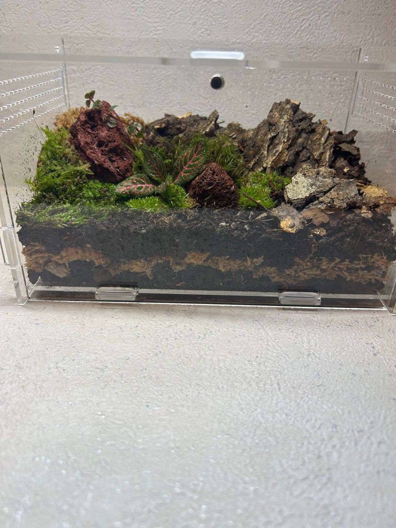Bioactive enclosure for isopods/insects/bugs/invertebrate, Pet Supplies ...