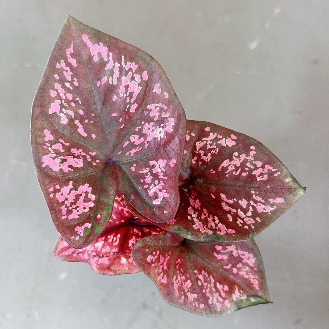 Caladium Black Pink, Furniture & Home Living, Gardening, Plants & Seeds ...