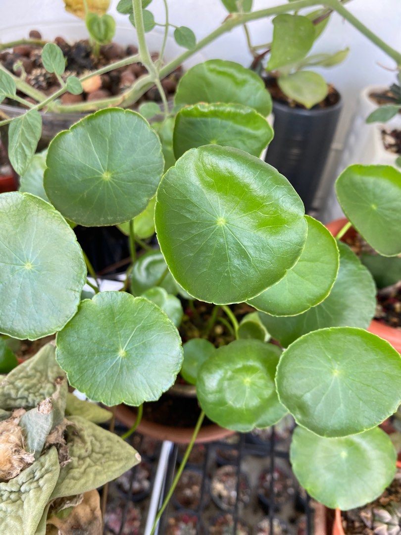 Copper coin plant, Furniture & Home Living, Gardening, Plants & Seeds ...