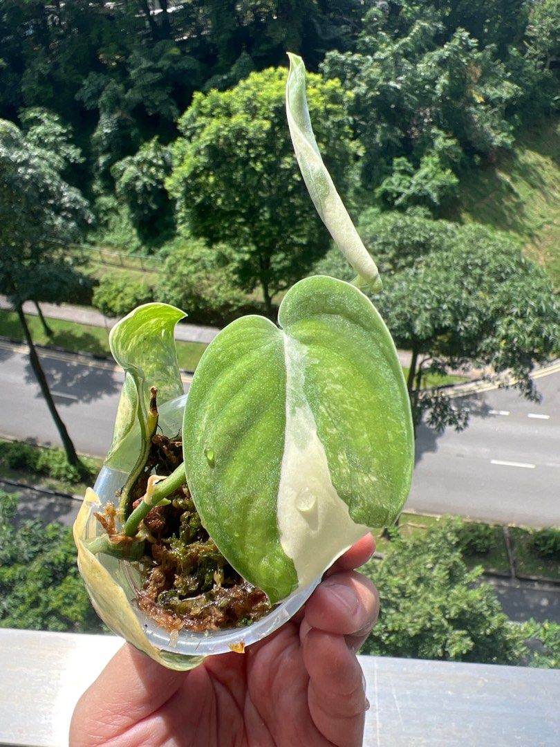 Scindapsus Mangurai, Furniture & Home Living, Gardening, Plants & Seeds ...