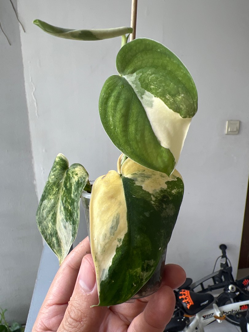 Scindapsus Mangurai, Furniture & Home Living, Gardening, Plants & Seeds ...