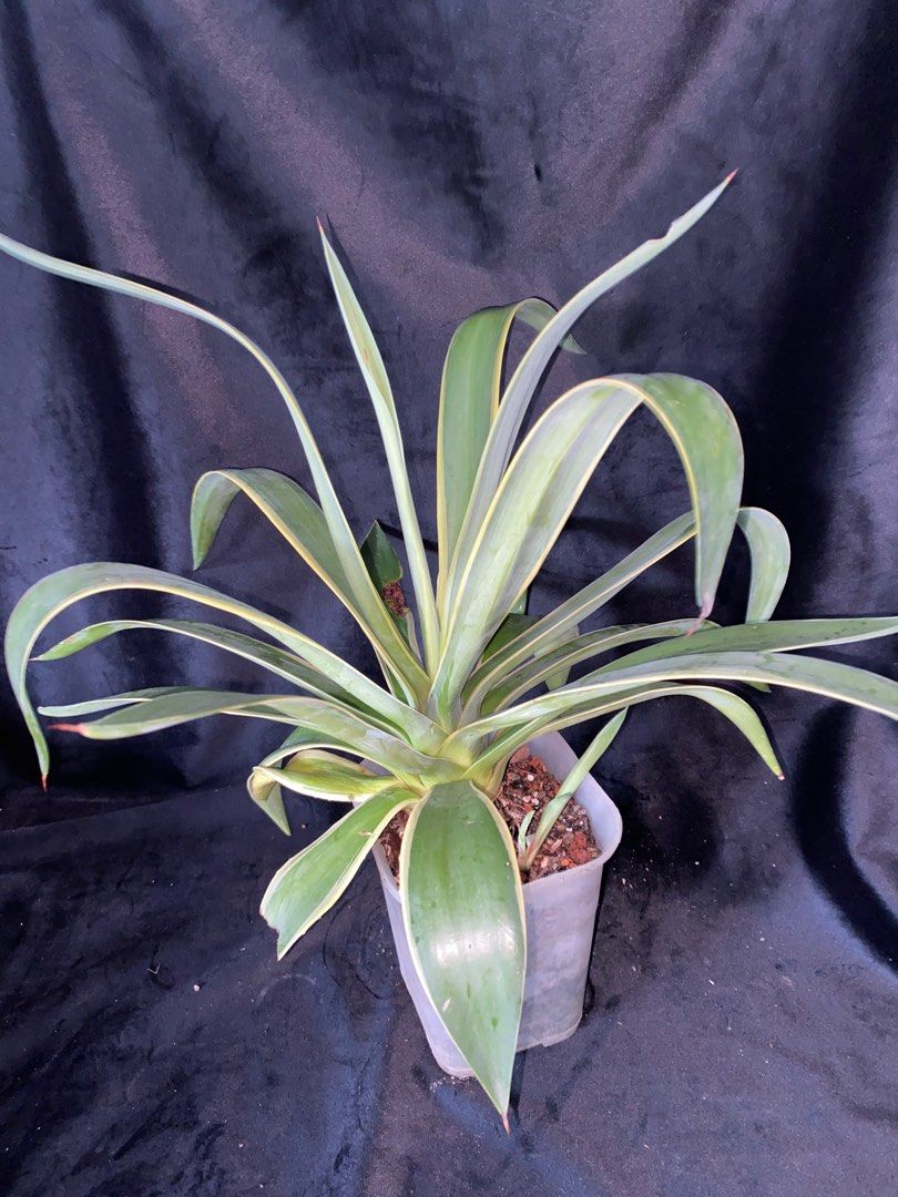 40 cm Agave Sun Glow Healthy Plant with Pup, Furniture & Home Living ...