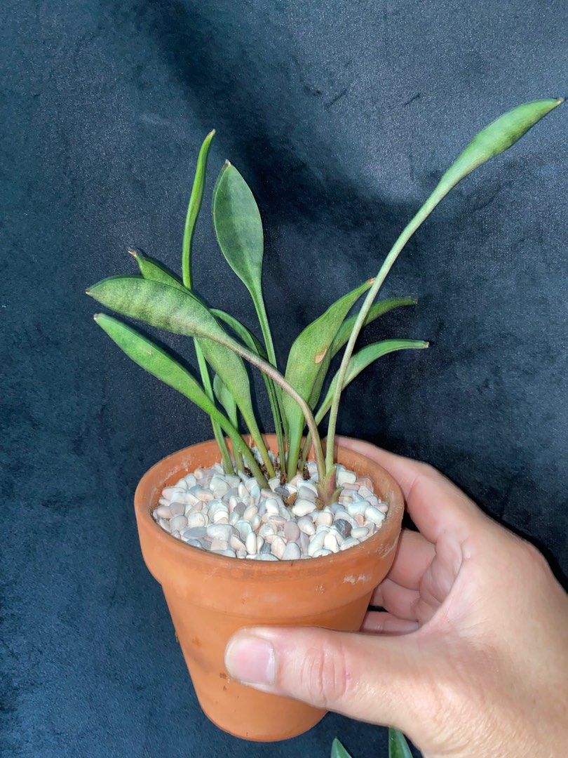 5 Cute Concinna Sansevieria Green Available, Furniture & Home Living ...