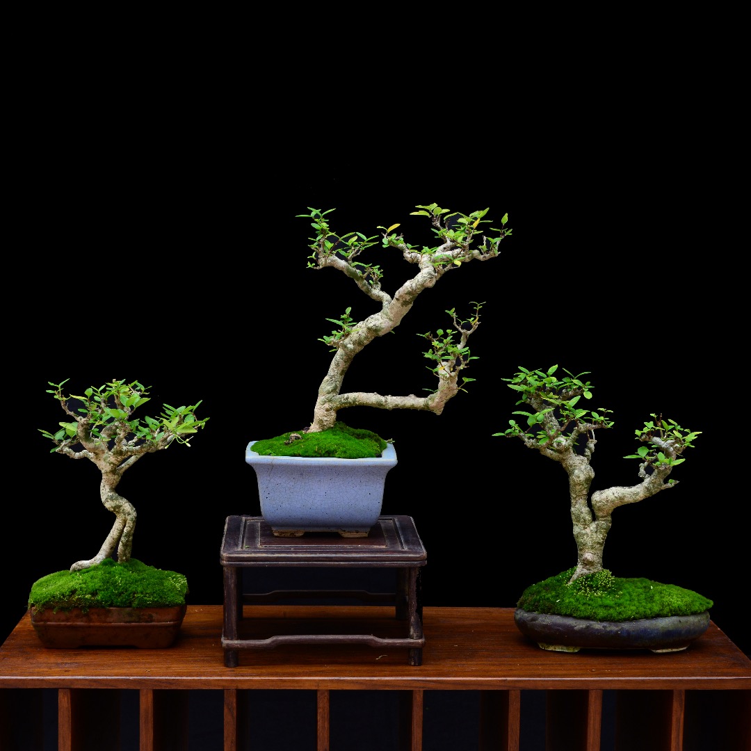 Bonsai Shui Mei Water Jasmine Wrightia Religiosa, Furniture & Home ...