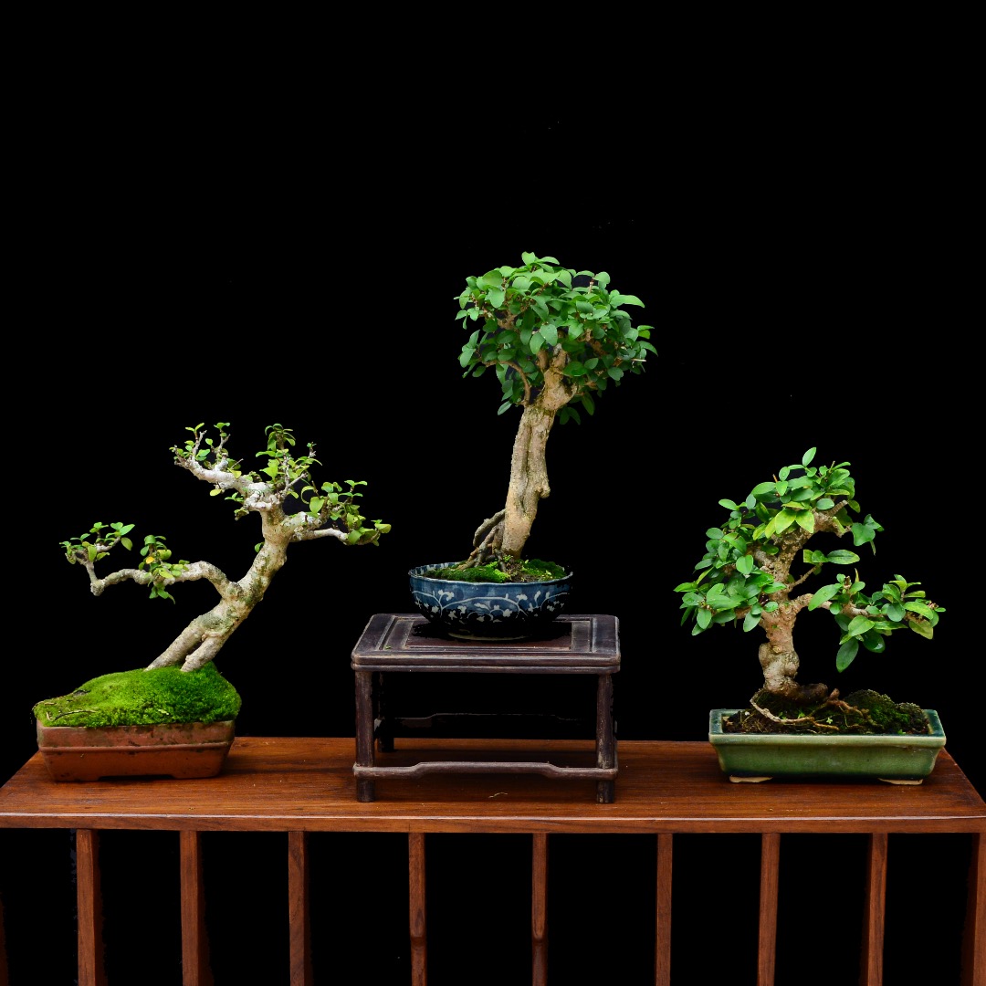 Bonsai Shui Mei Water Jasmine Wrightia Religiosa, Furniture & Home ...