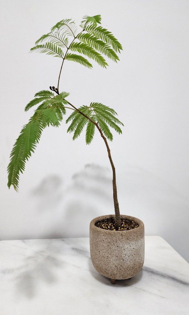 Everfresh Plant about 40cm tall with pot., Furniture & Home Living ...