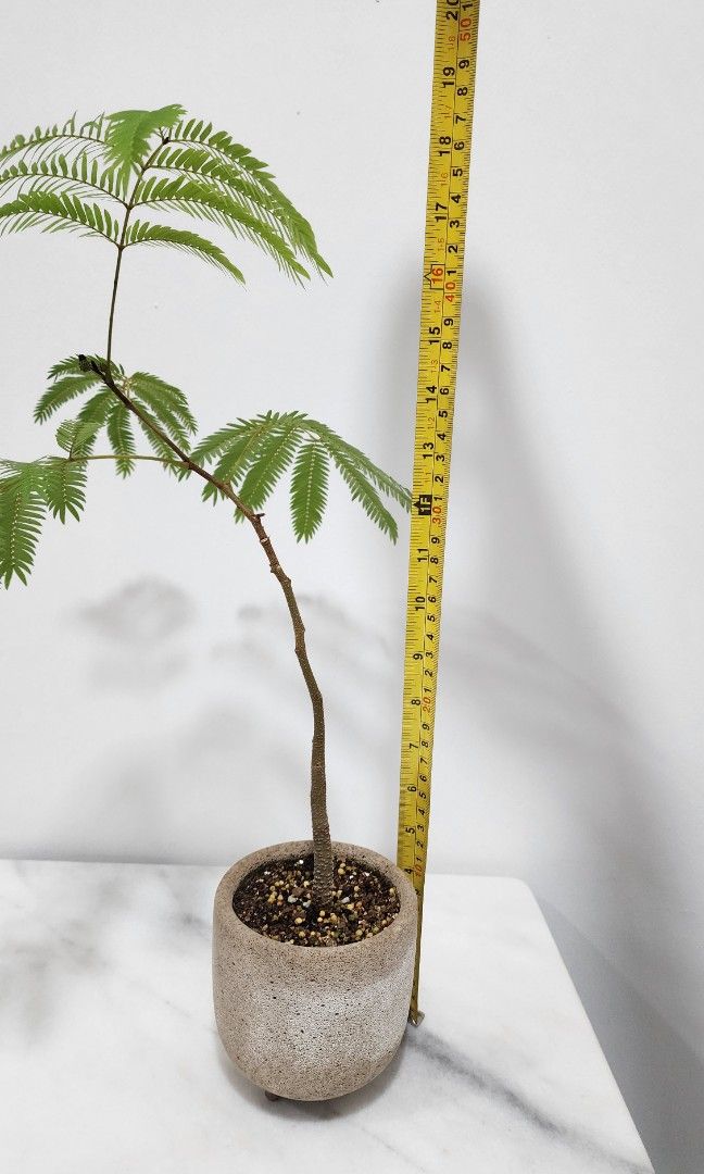 Everfresh Plant about 40cm tall with pot., Furniture & Home Living ...