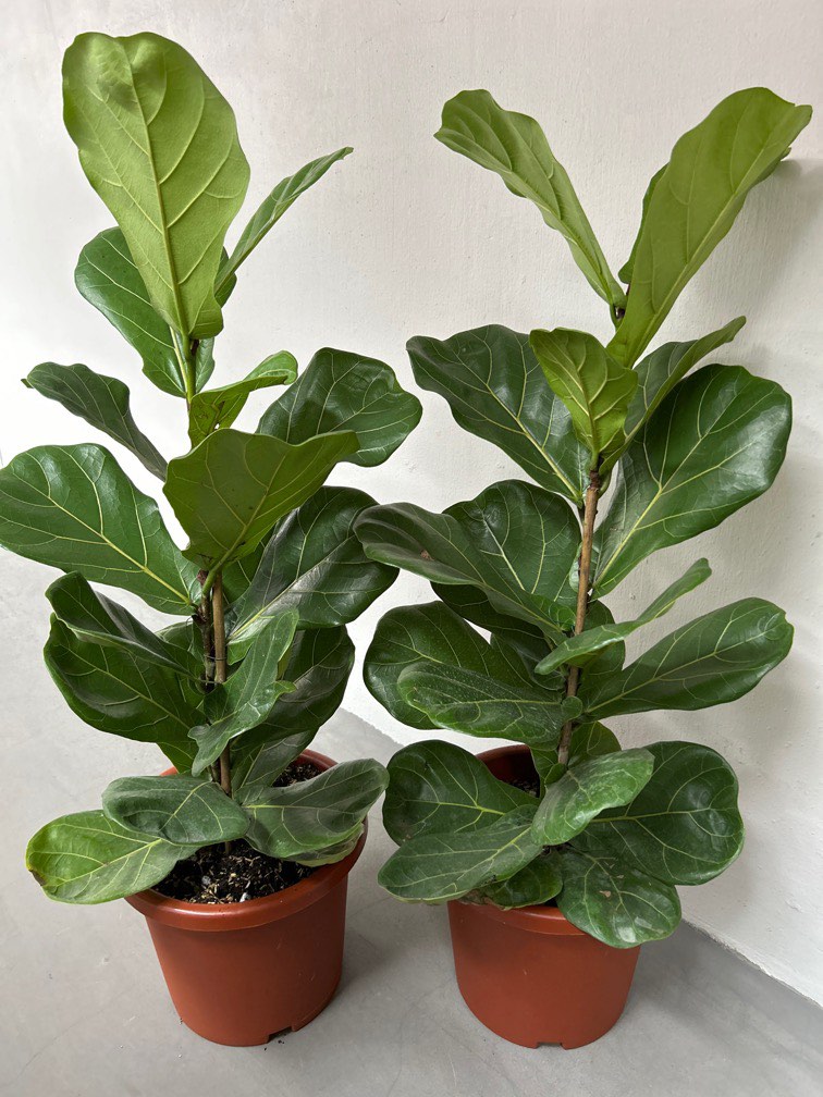 Ficus lyrata/Fiddle Fig Tree 3ft tall $20 each, Furniture & Home Living ...