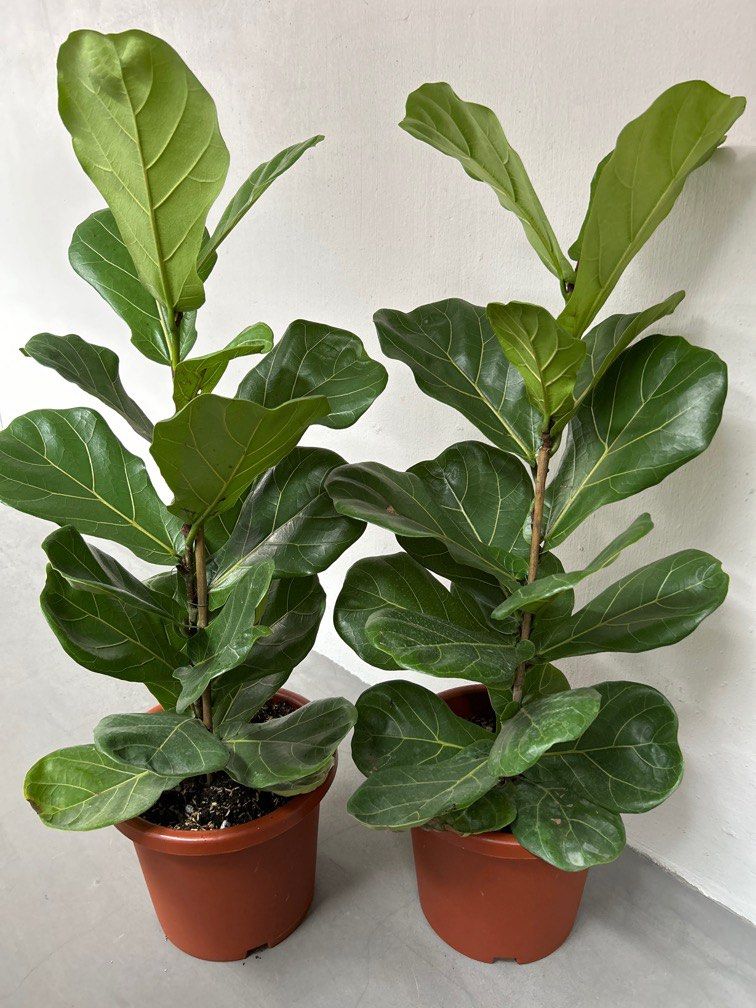 Ficus lyrata/Fiddle Fig Tree 3ft tall $20 each, Furniture & Home Living ...