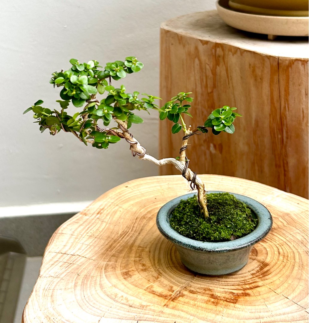Small Bonsai Premna Microphylla, Furniture & Home Living, Gardening ...
