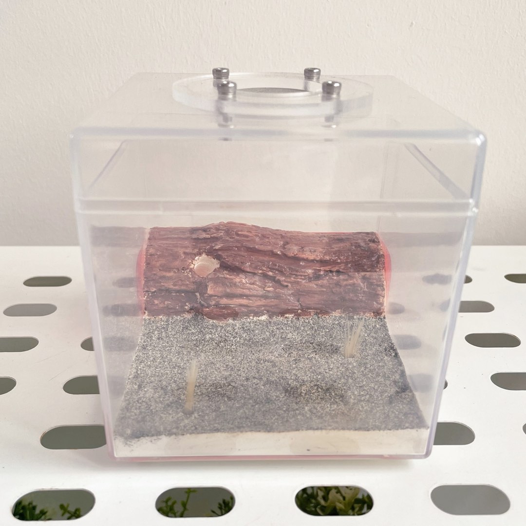 Ant formicarium plaster, Pet Supplies, Homes & Other Pet Accessories on ...