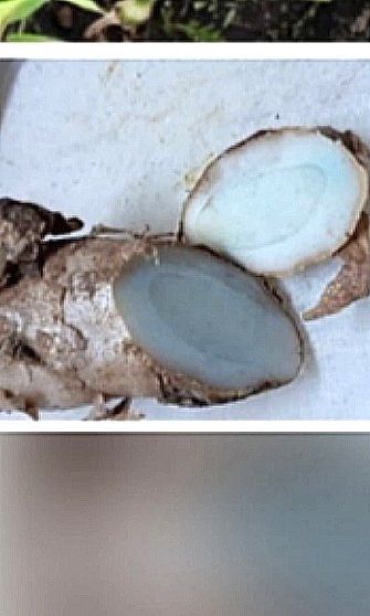 Black Tumeric Plant (Temu Ireng), Furniture & Home Living, Gardening ...