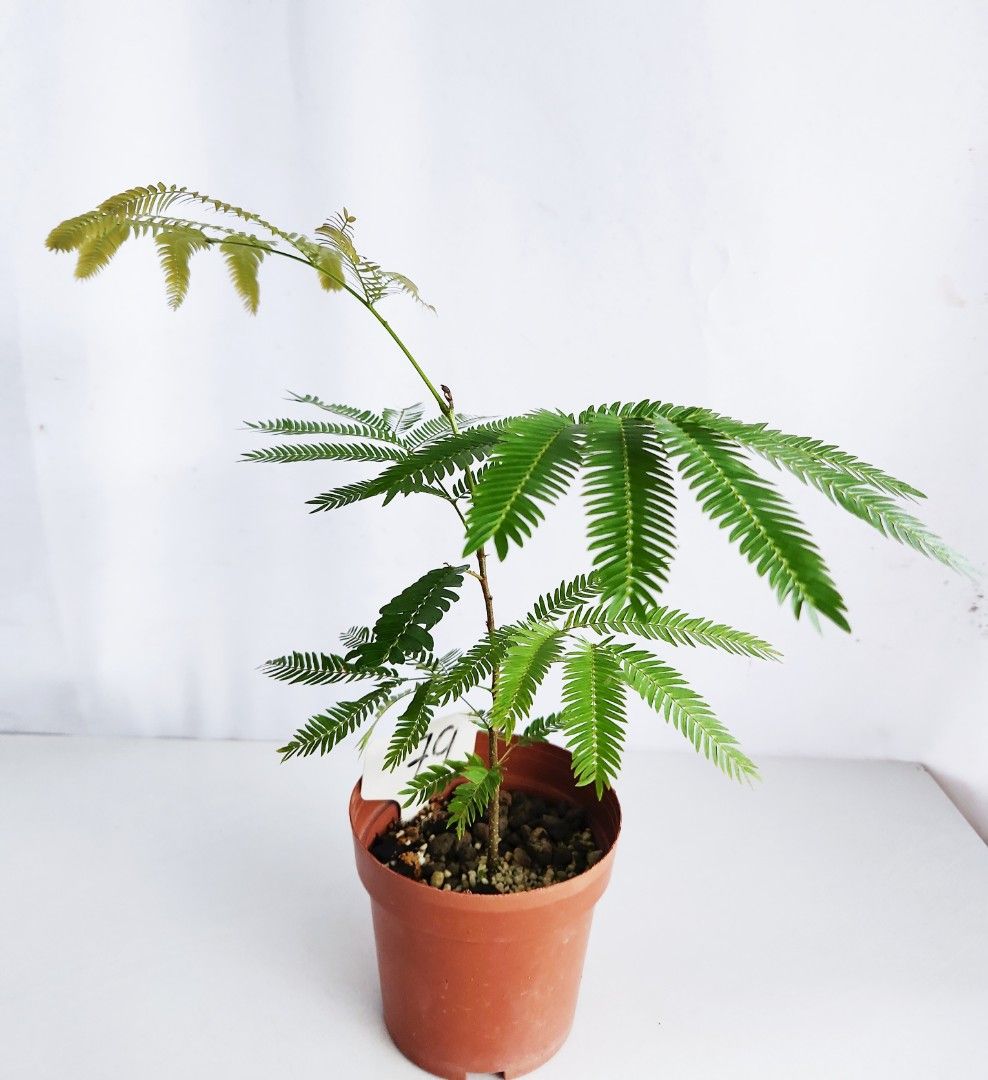 Everfresh Tree [Pithecellobium Confertum], Furniture & Home Living ...