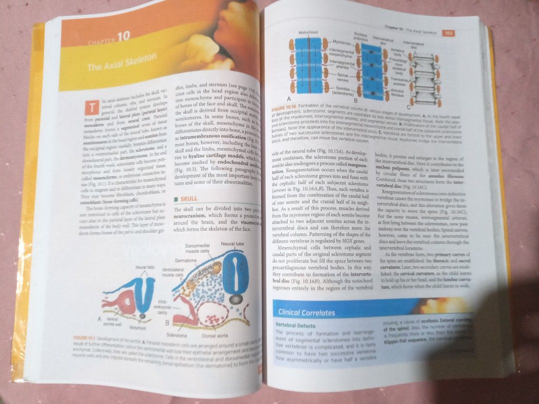 Langman's Medical Embryology 13th Edition, Hobbies & Toys, Books ...