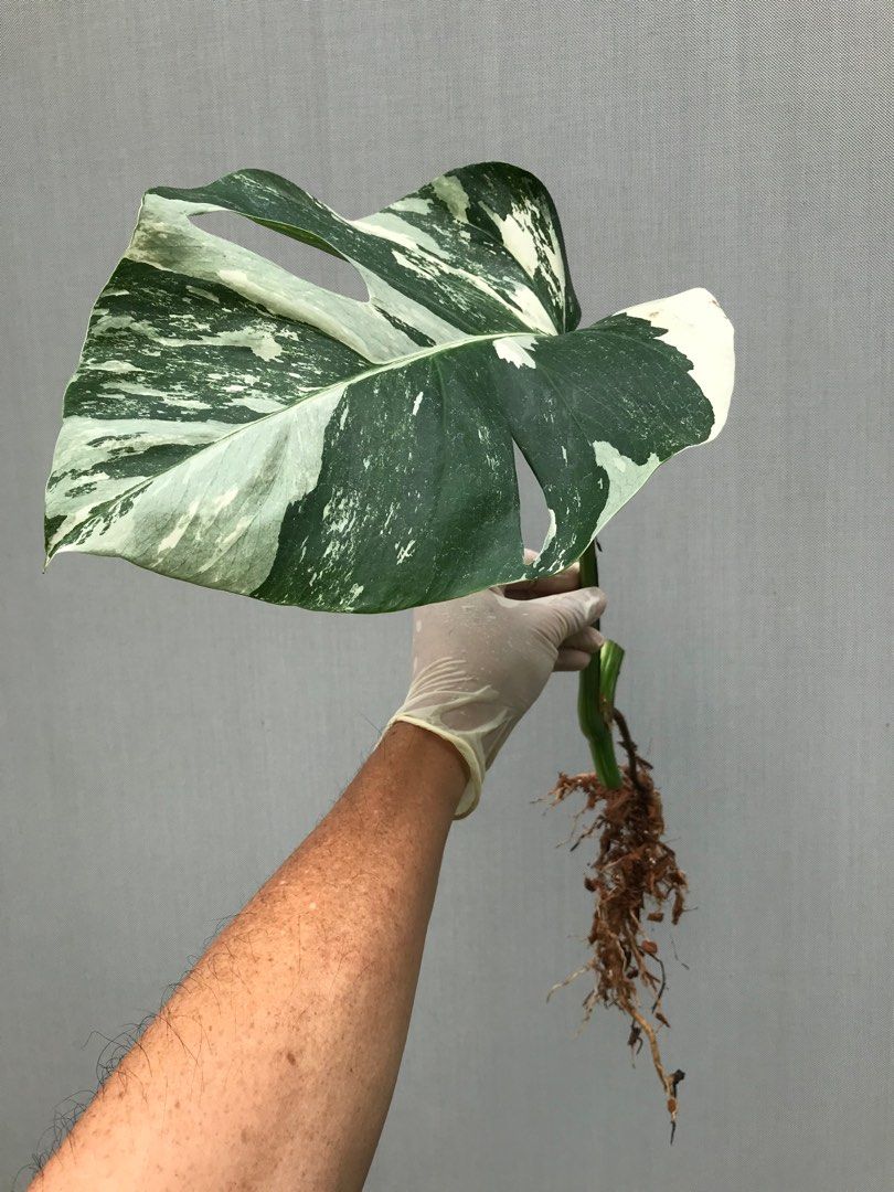 Monstera borsi albo variegated , Furniture & Home Living, Gardening ...