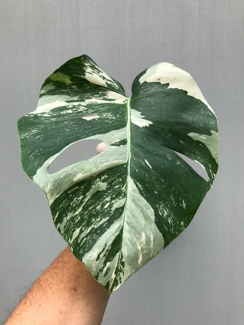 Monstera borsi albo variegated , Furniture & Home Living, Gardening ...