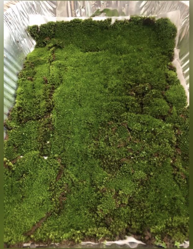 Moss for Bonsai pots and terrariums, Furniture & Home Living, Gardening ...