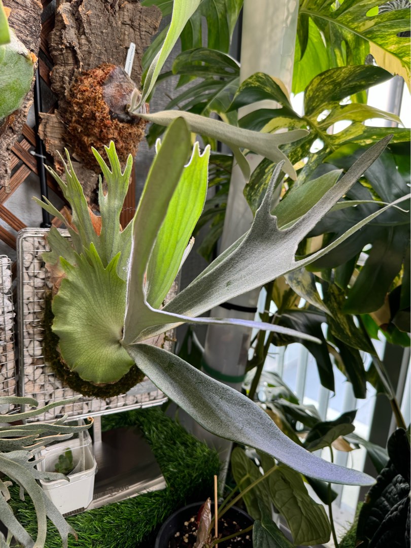 Platycerium Akki, Furniture & Home Living, Gardening, Plants & Seeds on Carousell