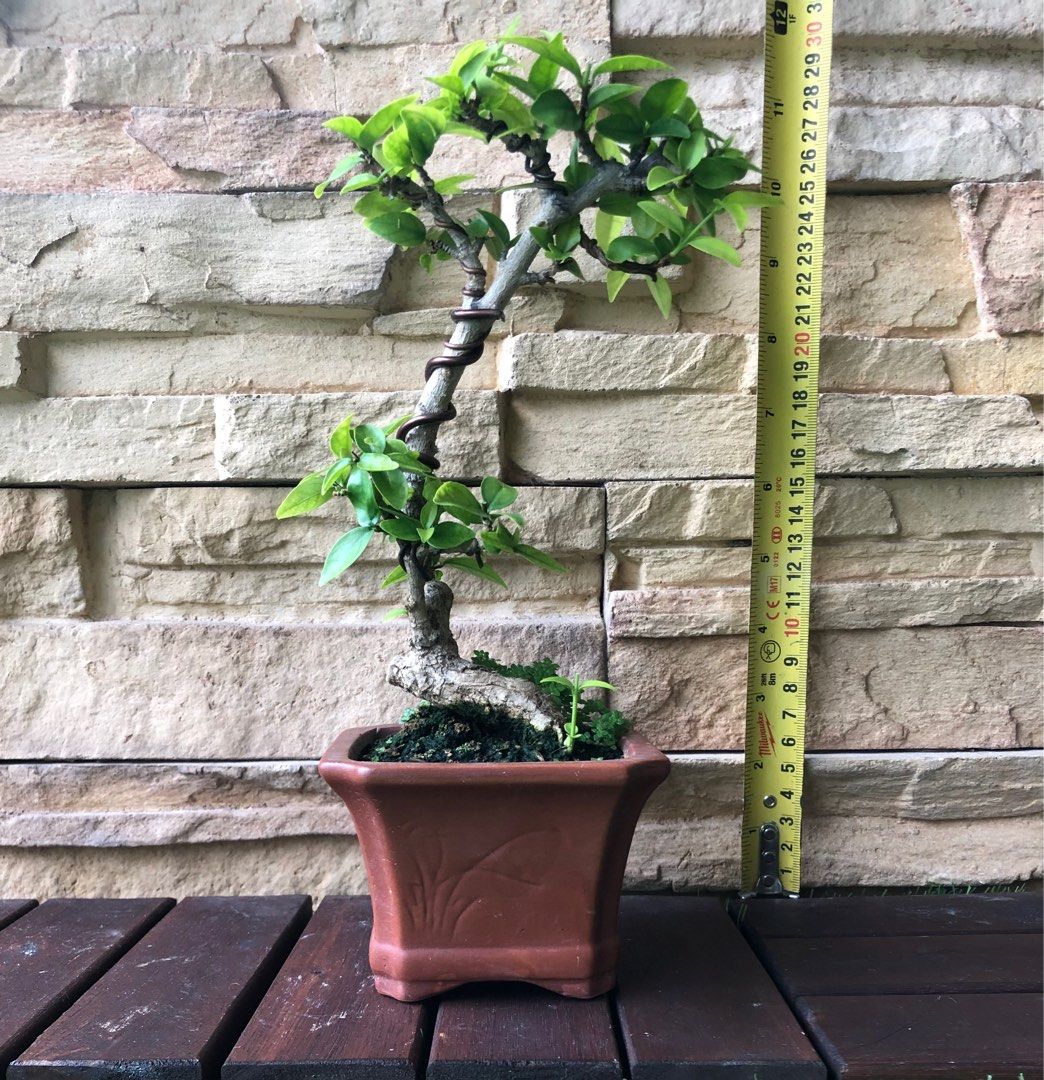 Shui mei bonsai / Water Jasmine bonsai / Wrightia Regliosa bonsai ...