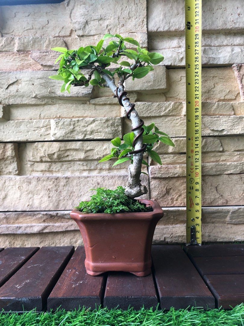 Shui mei bonsai / Water Jasmine bonsai / Wrightia Regliosa bonsai ...