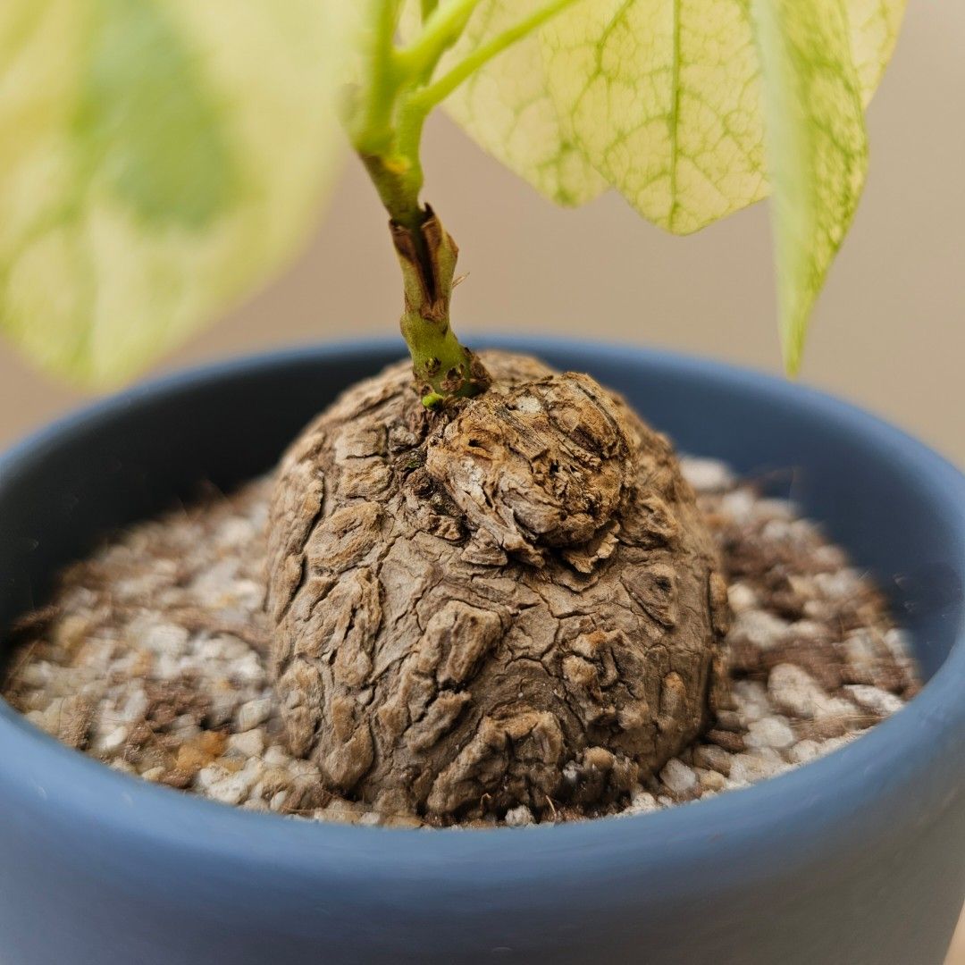 Rare Variegated Cracked skin Stephania Suberosa plant, Furniture & Home ...