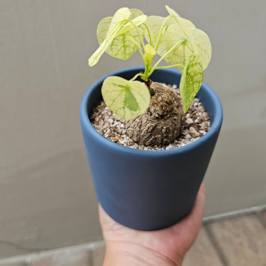 Rare Variegated Cracked skin Stephania Suberosa plant, Furniture & Home ...