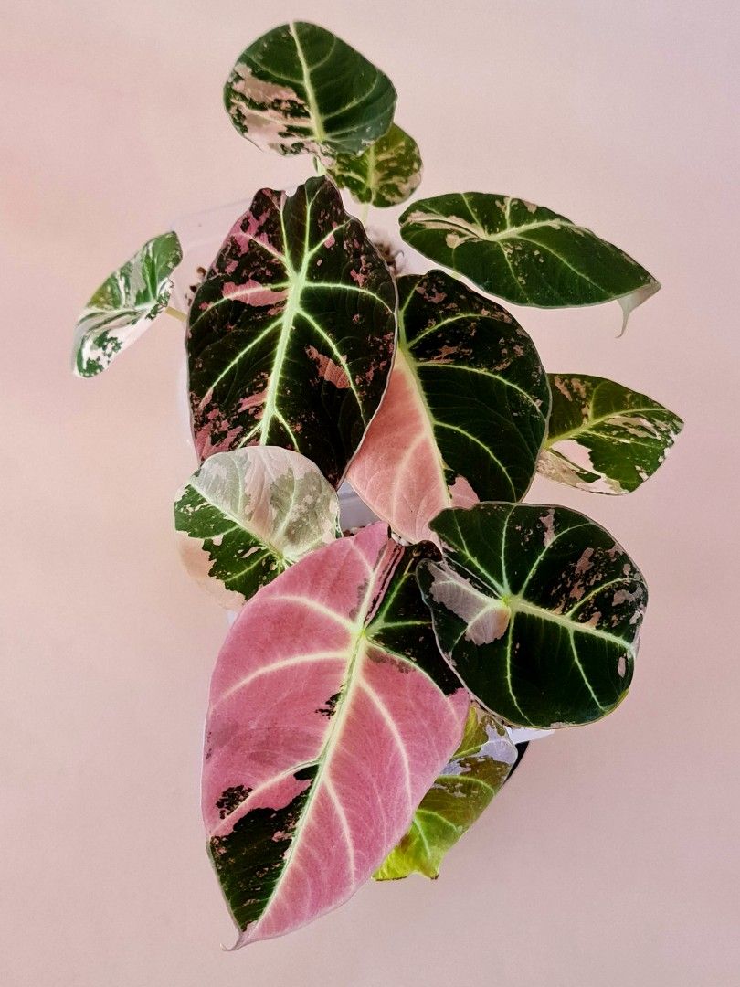 Alocasia Black Velvet Pink Variegated (CORM), Furniture & Home Living, Gardening, Plants & Seeds ...