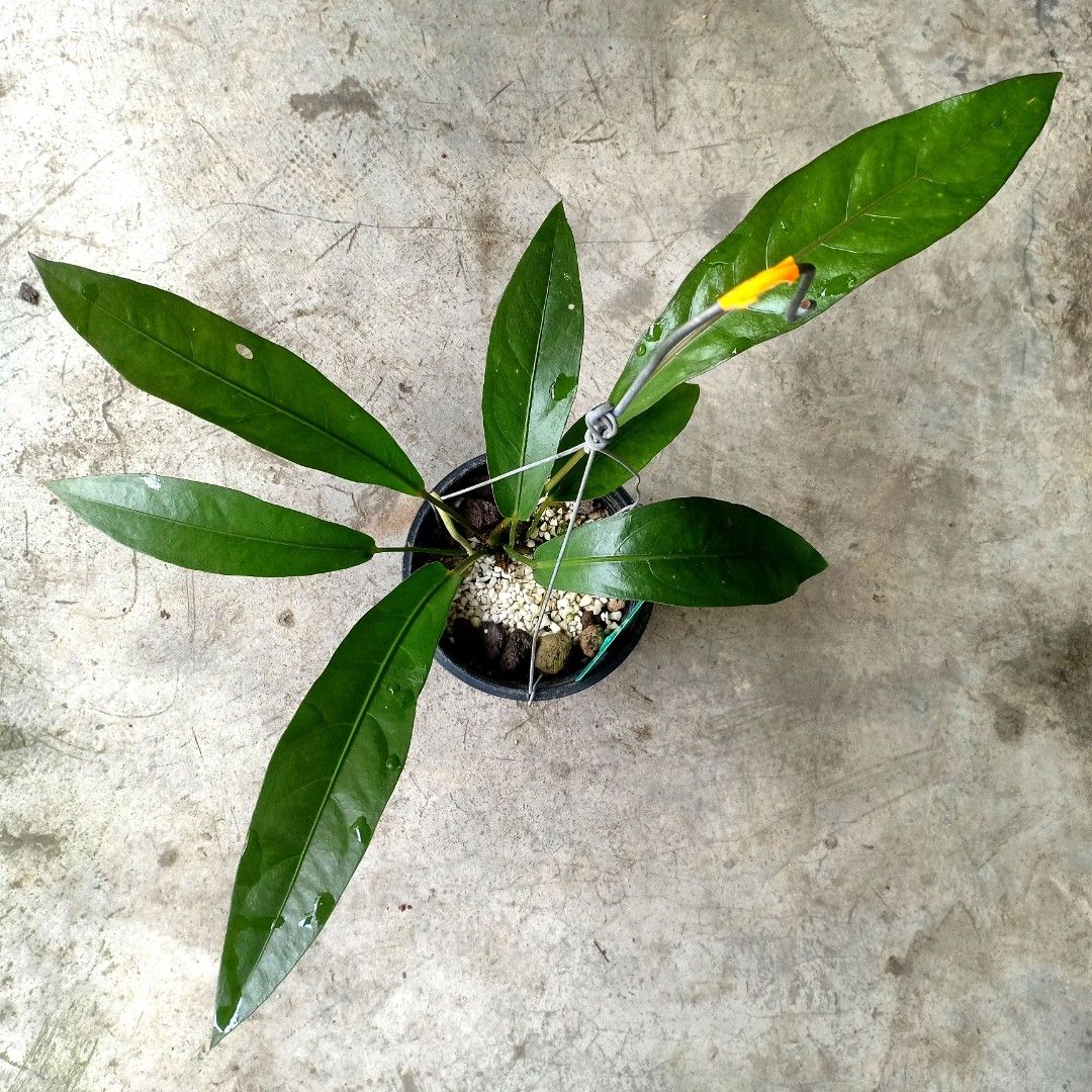 Anthurium Black Marie, Furniture & Home Living, Gardening, Plants ...