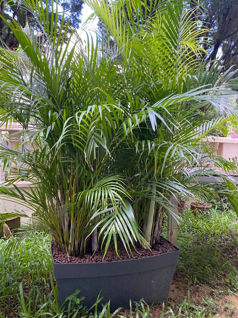 Huge Palm Tree planters, Furniture & Home Living, Gardening, Pots ...