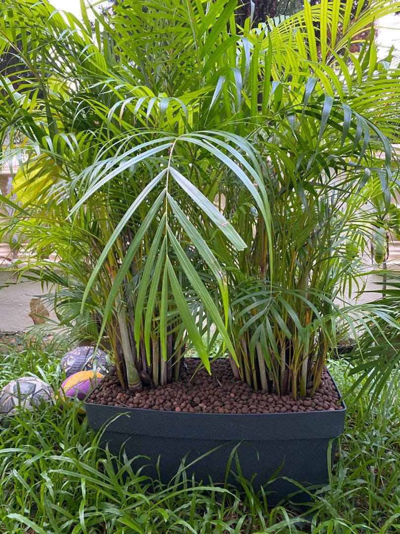 Huge Palm Tree planters, Furniture & Home Living, Gardening, Pots ...
