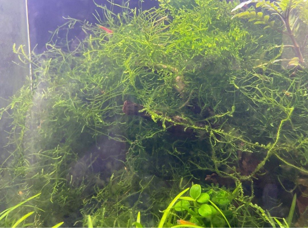 Java moss aquatic plant, Pet Supplies, Homes & Other Pet Accessories on ...
