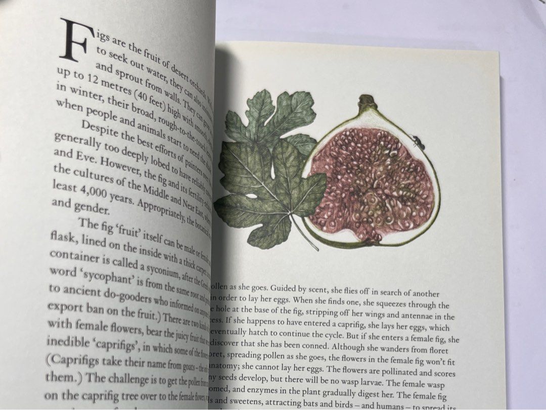 Around The World In 80 Trees by Jonathan Drori, Hobbies & Toys, Books & Magazines, Fiction & Non ...