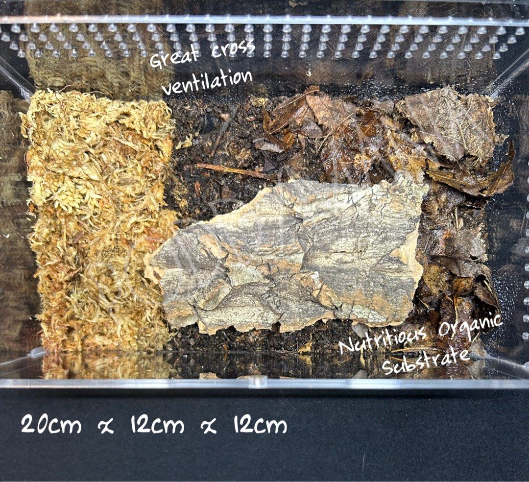 Isopod starter kit/habitat/enclosure, Pet Supplies, Homes & Other Pet ...