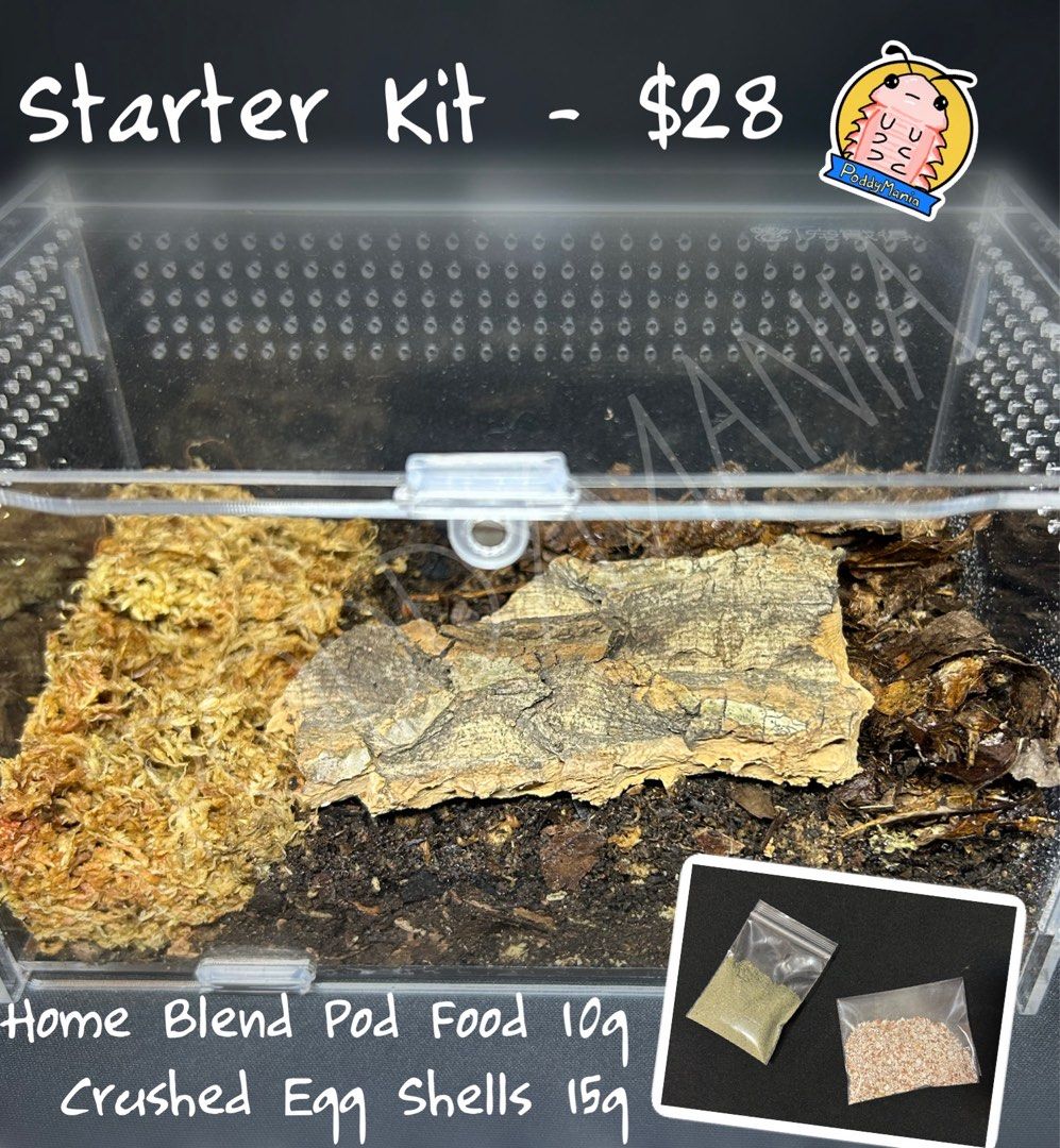 Isopod starter kit/habitat/enclosure, Pet Supplies, Homes & Other Pet ...