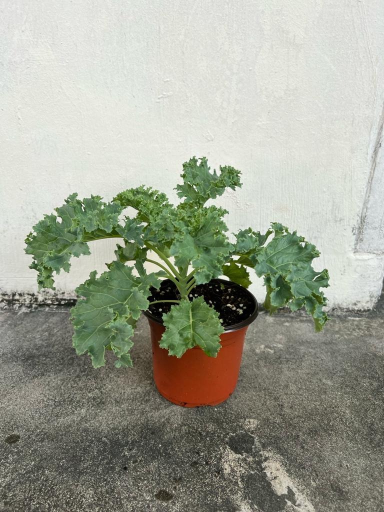 Organic Kale Plant, Furniture & Home Living, Gardening, Plants & Seeds ...