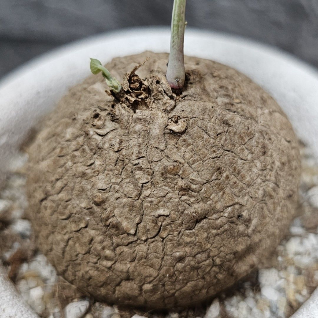 Stephania Erecta Caudex plant with Brick Stone pot, Furniture & Home ...