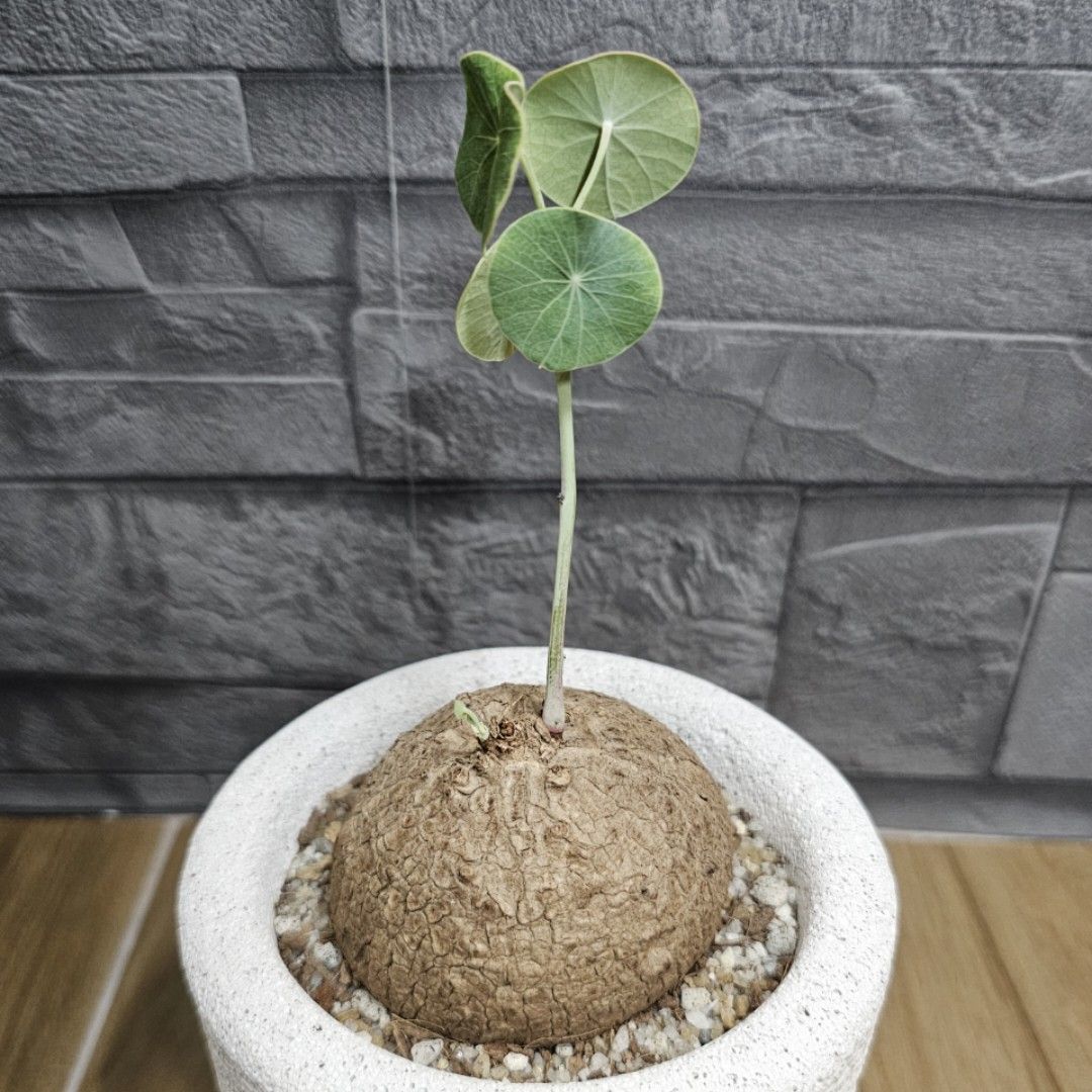 Stephania Erecta Caudex plant with Brick Stone pot, Furniture & Home ...