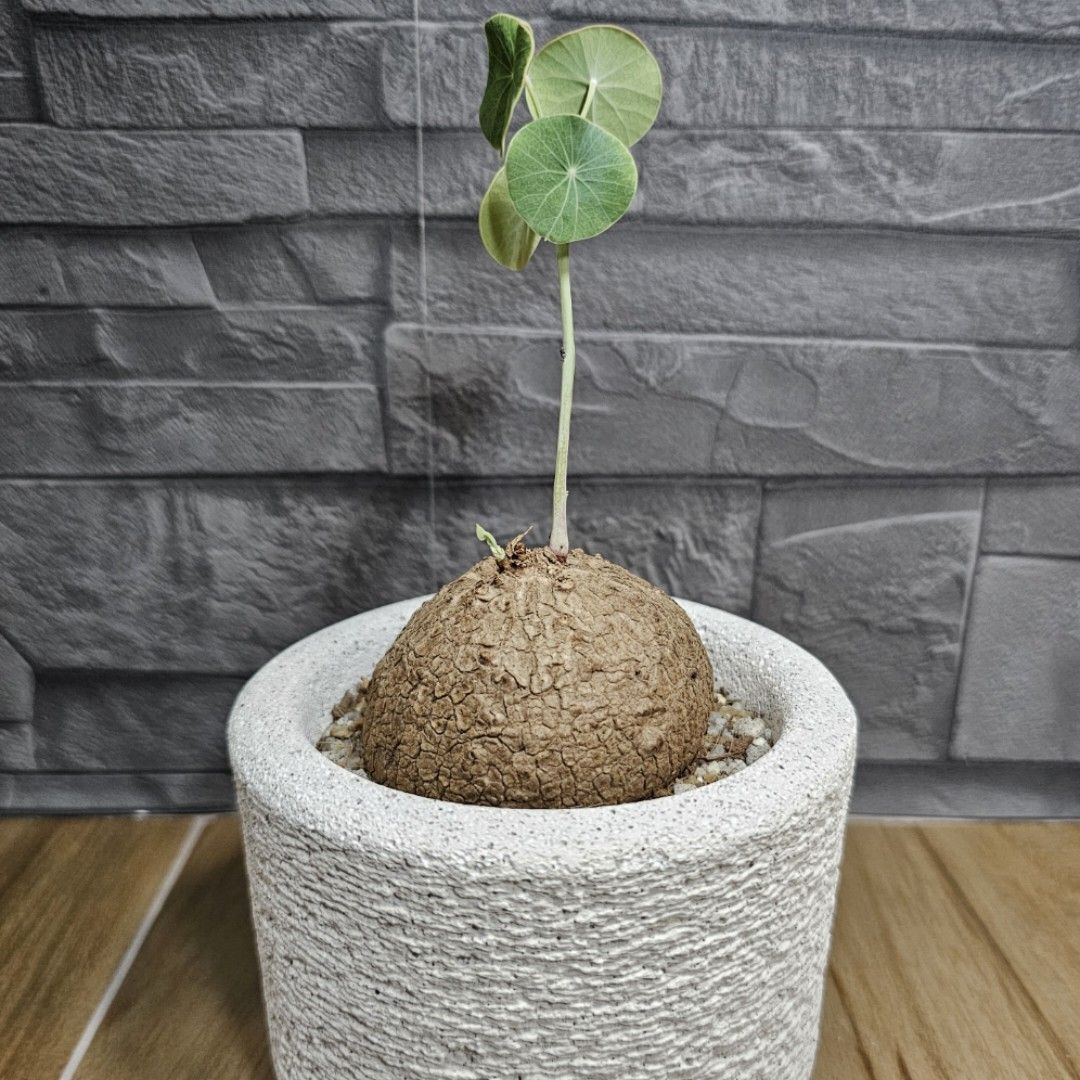 Stephania Erecta Caudex plant with Brick Stone pot, Furniture & Home ...